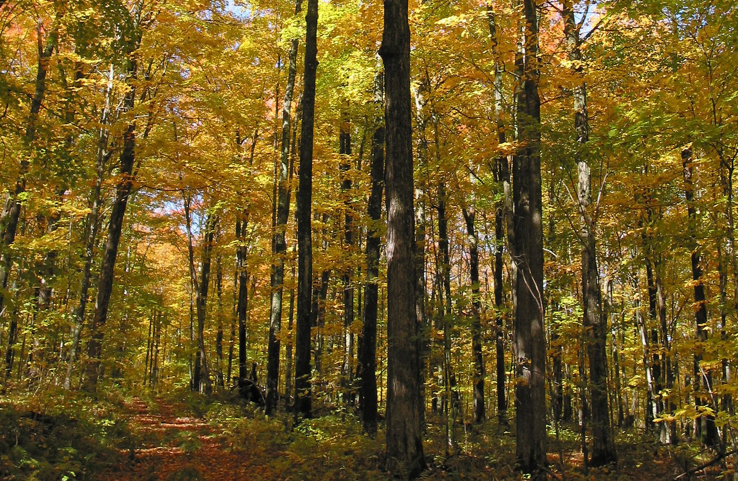 Wisconsin Cooperative Wildlife Research Unit – Forest and Wildlife Ecology