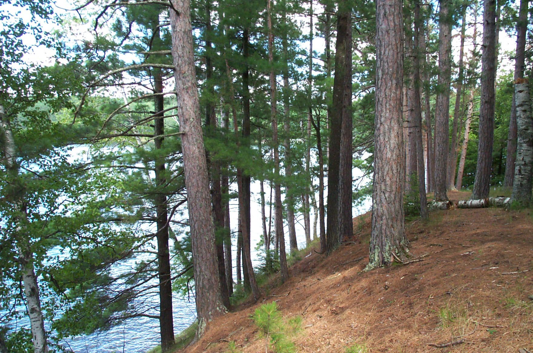 The Wisconsin Coverts Project – Forest and Wildlife Ecology