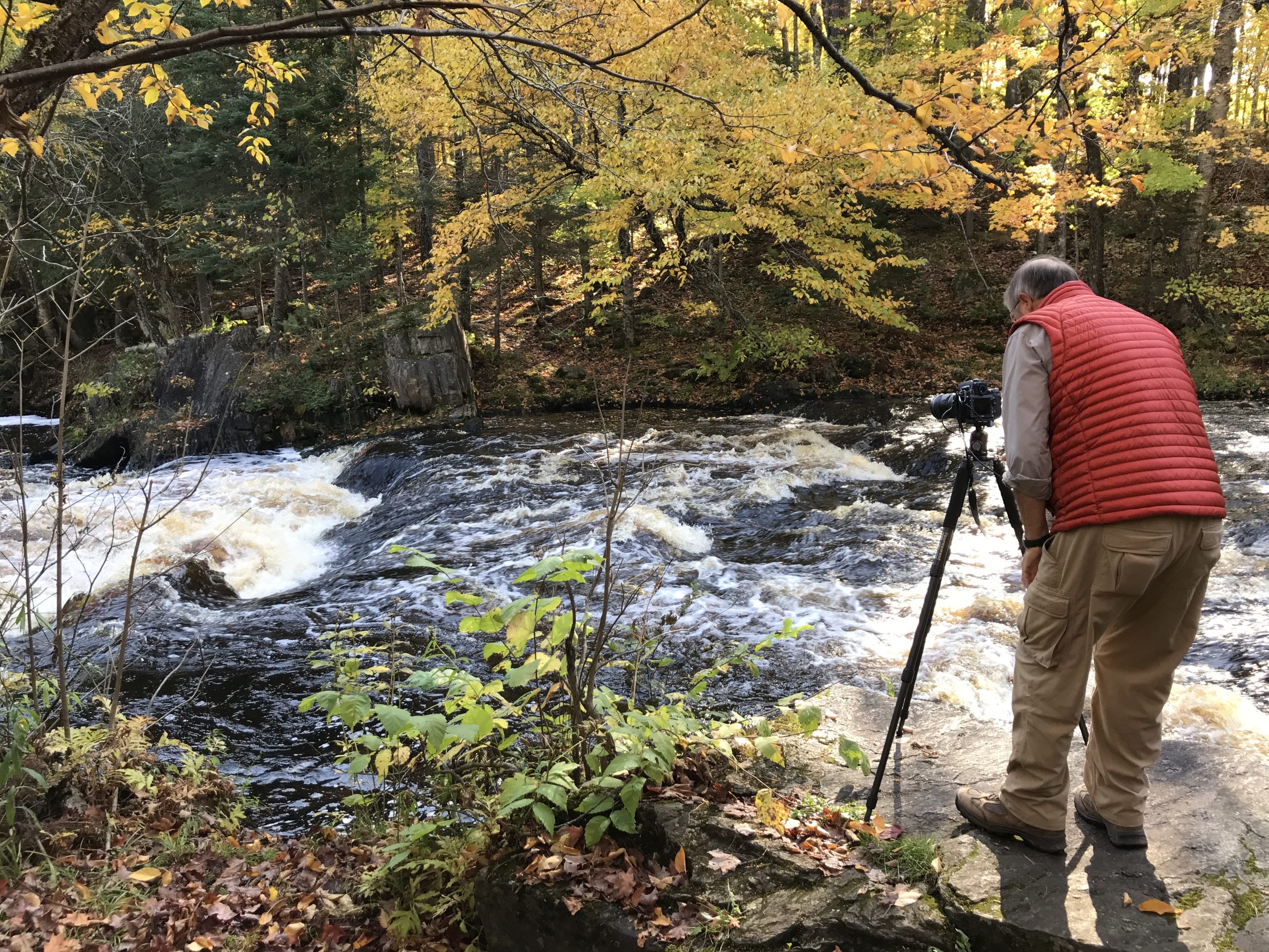 In Memoriam – Forest and Wildlife Ecology